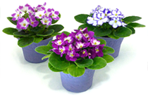 OPTIMARA: African Violets, House Plants and Care Products